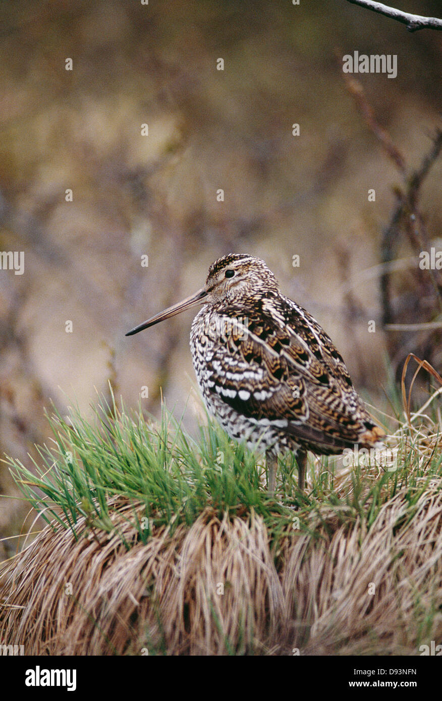 Close up snipe image hi-res stock photography and images - Alamy