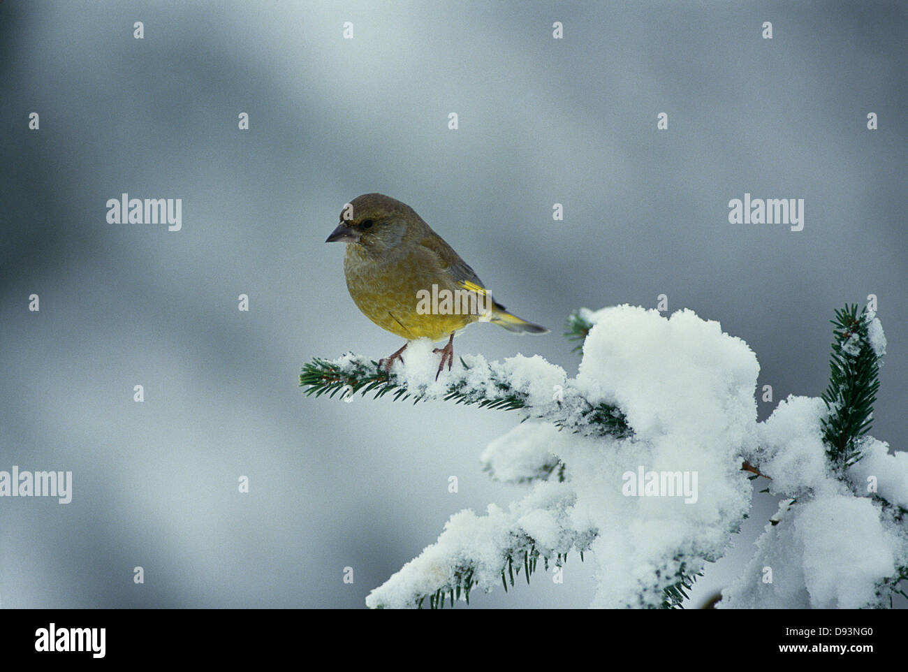 Green finch on top of snow covered tree Stock Photo - Alamy