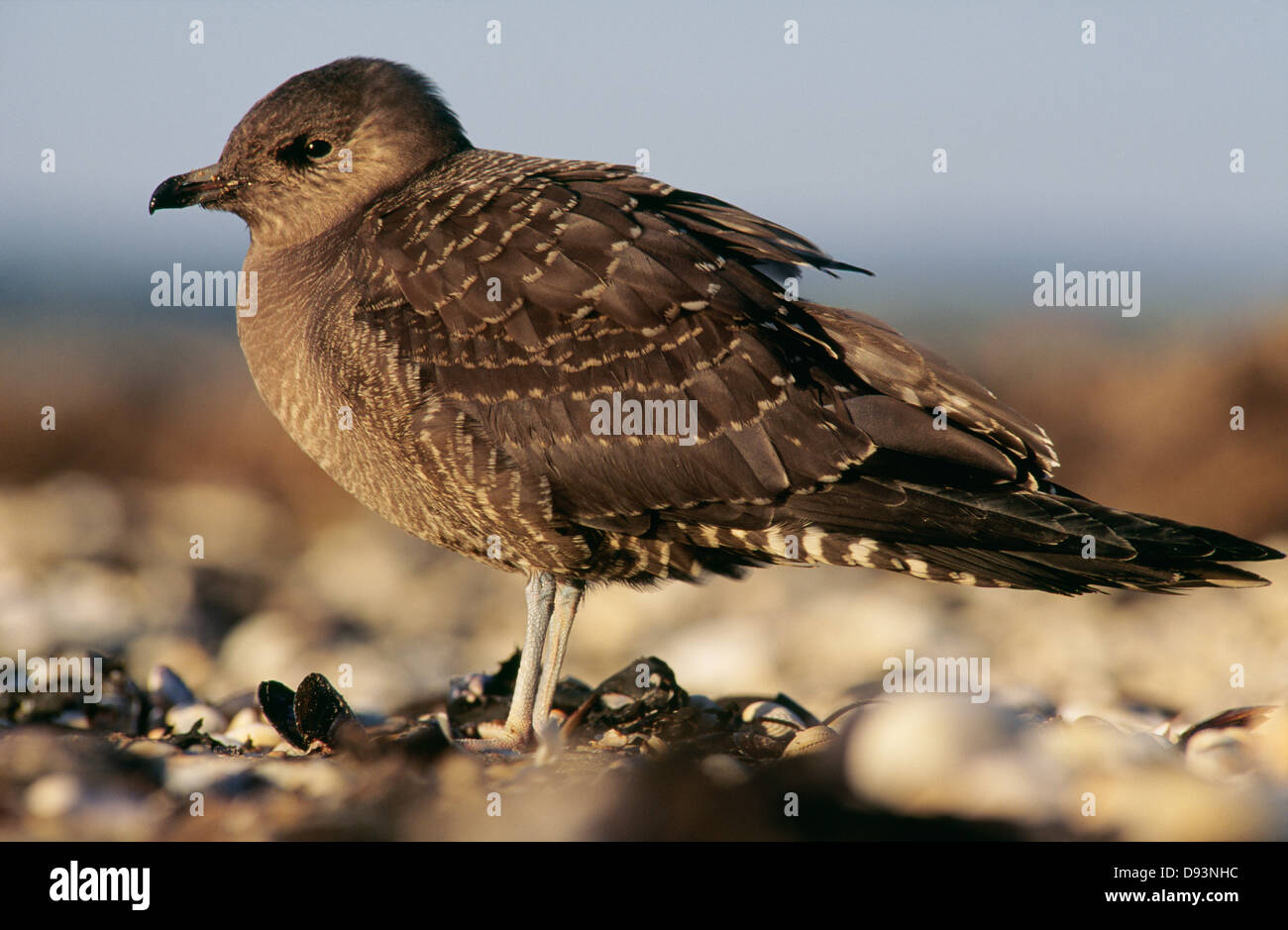 Side view close up hi-res stock photography and images - Alamy