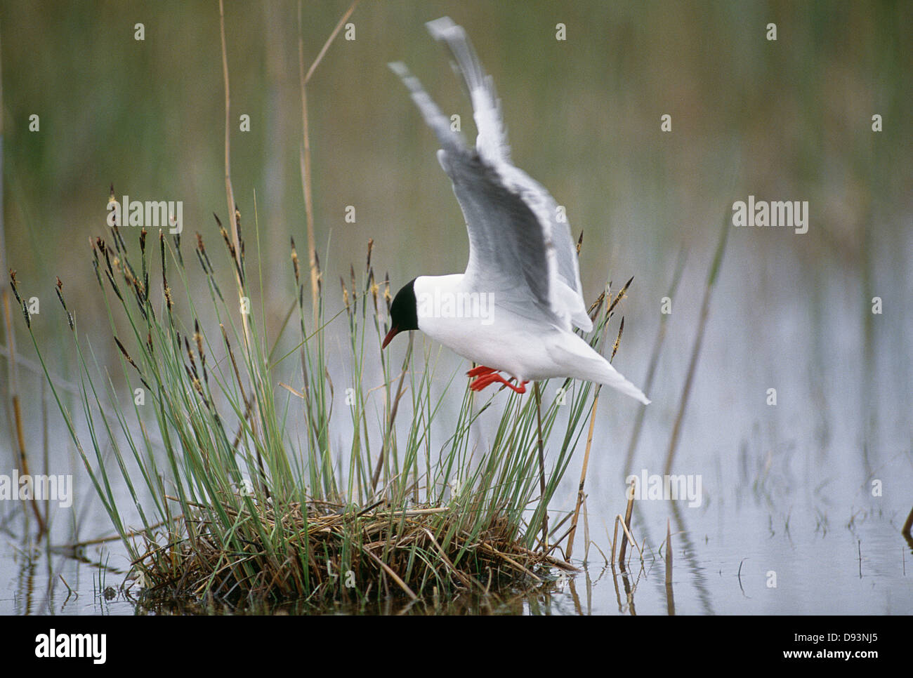 Side view gull hi-res stock photography and images - Alamy