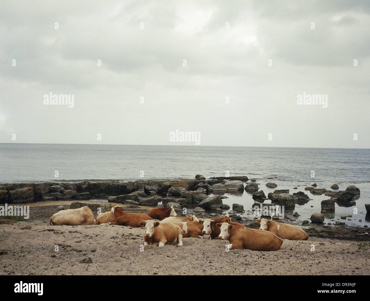 AnIMAls resting by sea Stock Photo - Alamy