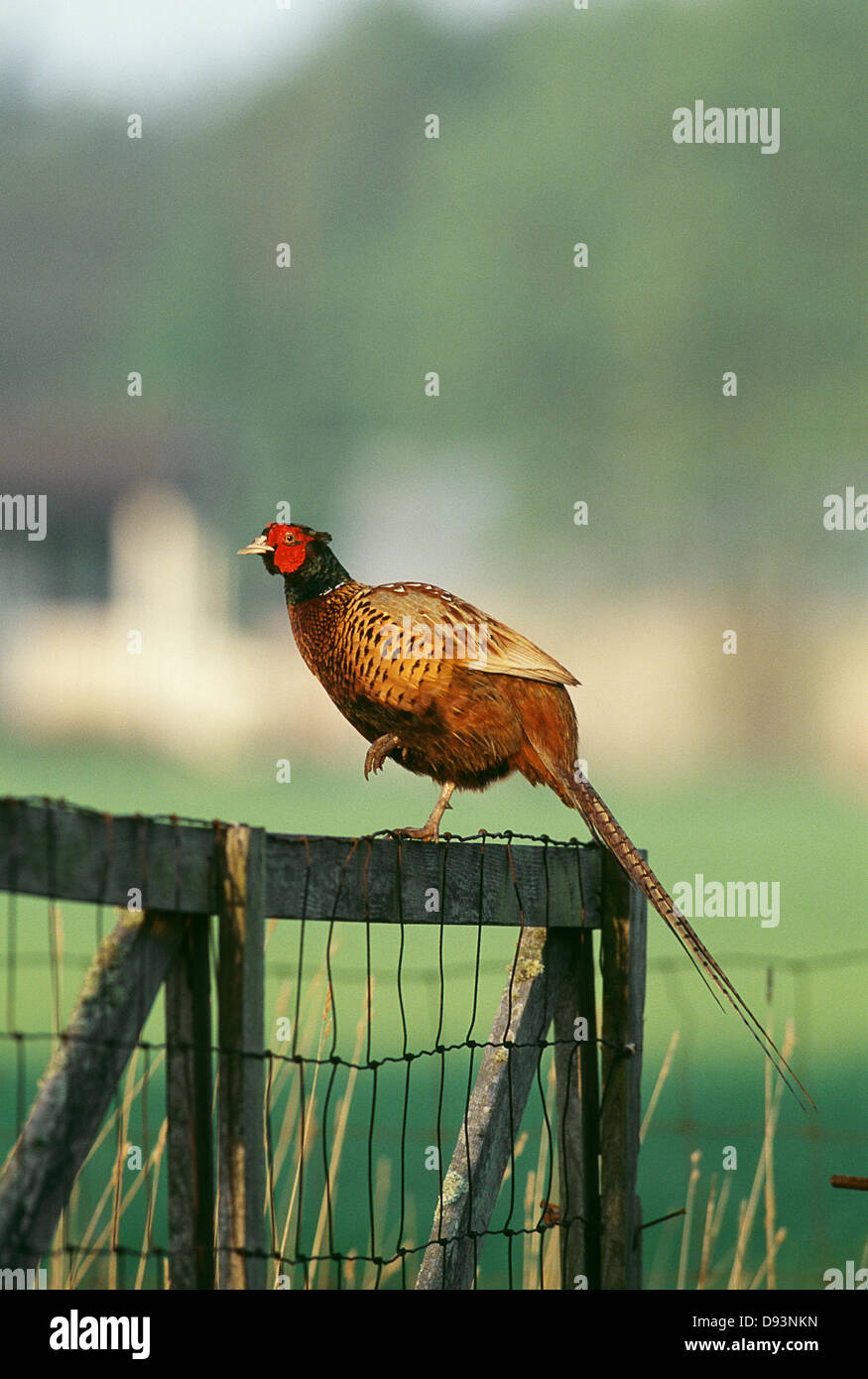 Pheasant on fence, close-up Stock Photo - Alamy