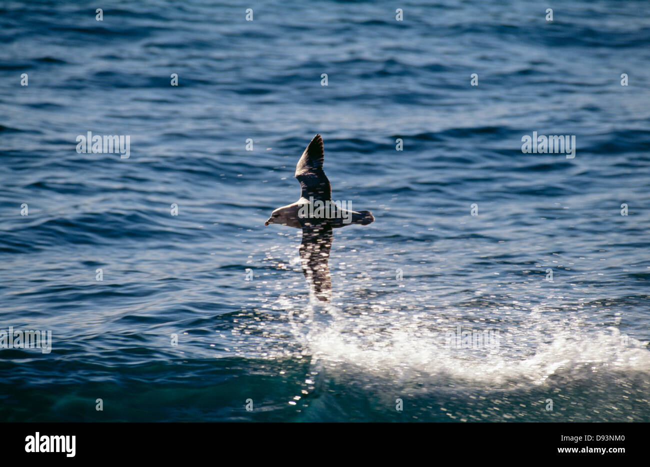 Bird flying over water, side view Stock Photo - Alamy