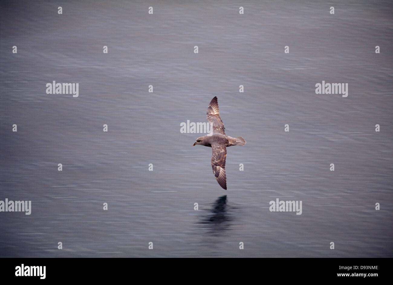 Bird flying over water, side view Stock Photo - Alamy