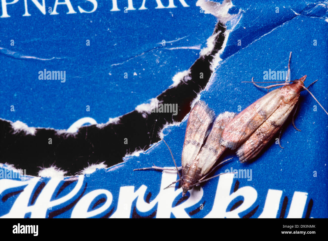 Two insects hi-res stock photography and images - Alamy