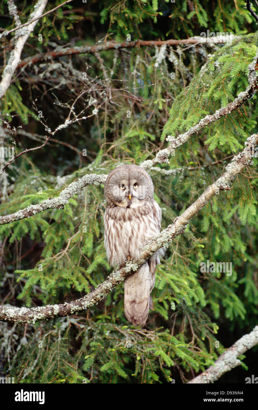 Owl perched on branch hi-res stock photography and images - Alamy