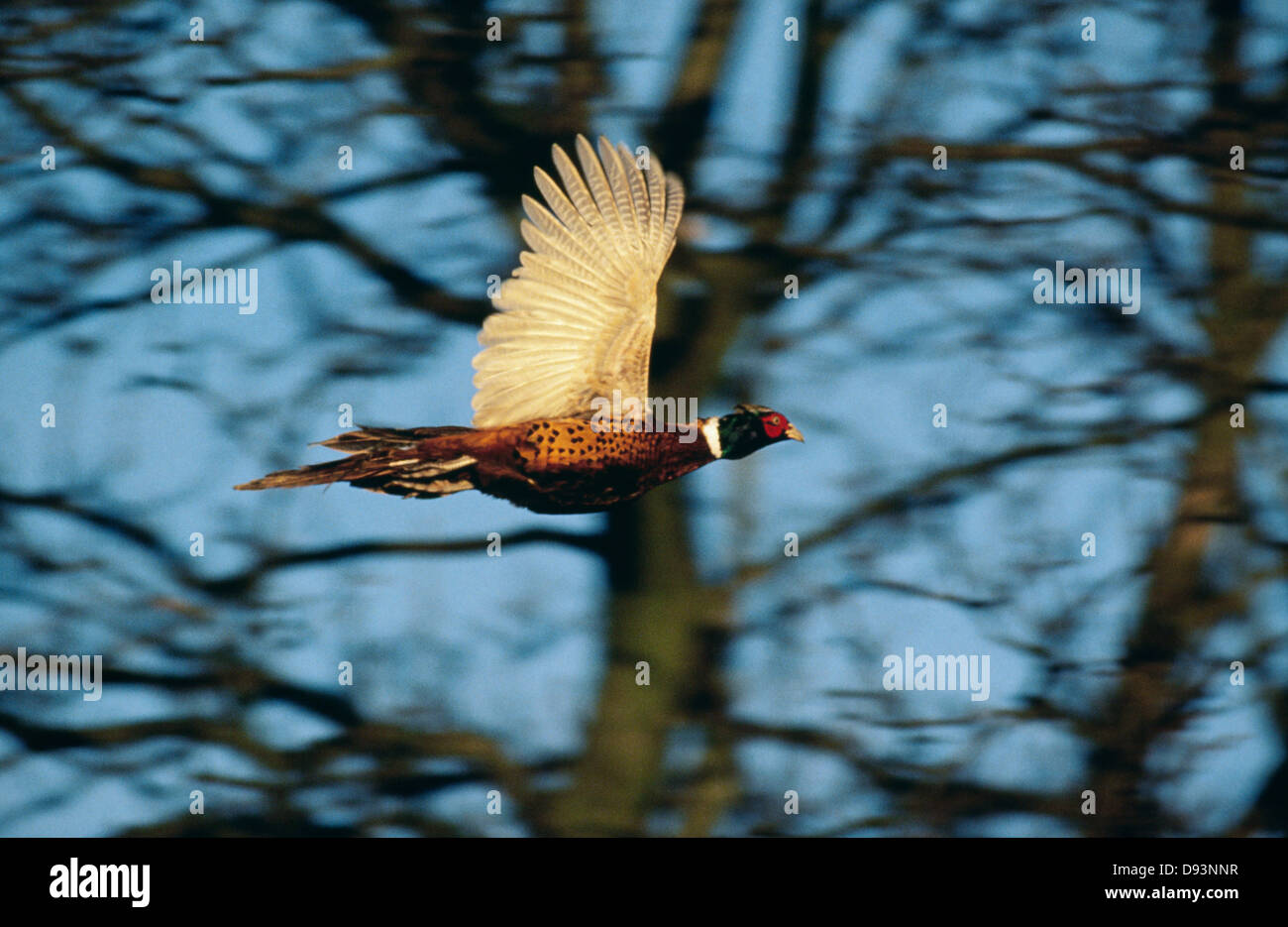Pheasant flying with wing spread out, side view Stock Photo - Alamy