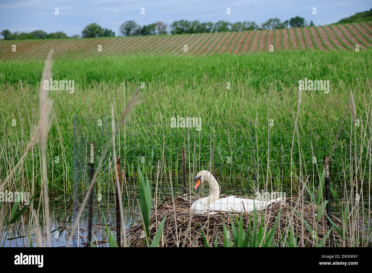 Mute Swan nesting in woodlands Stock Photo - Alamy