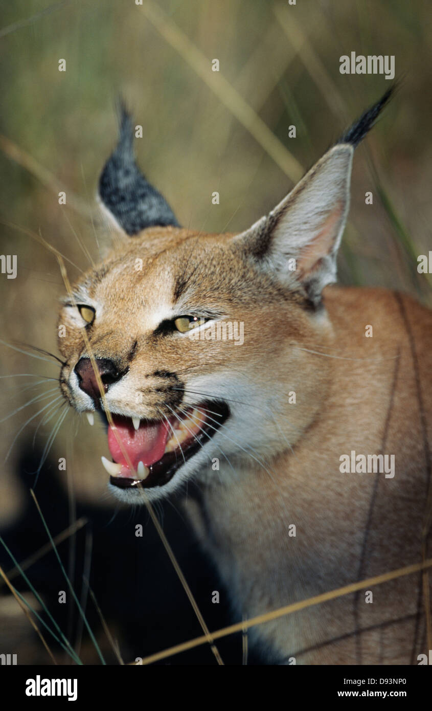 Caracal in habitat, close-up Stock Photo - Alamy