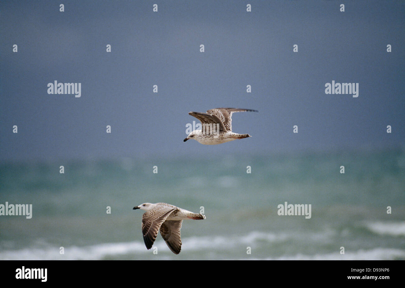 Seagulls flying over sea, side view Stock Photo - Alamy