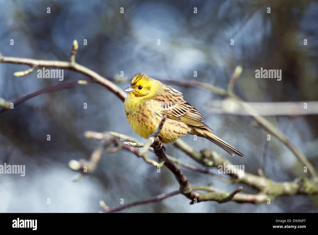 Yellow bunting perching on branch Stock Photo - Alamy