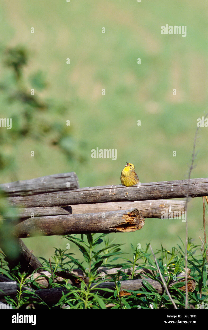 Yellow bunting perching on logs Stock Photo - Alamy