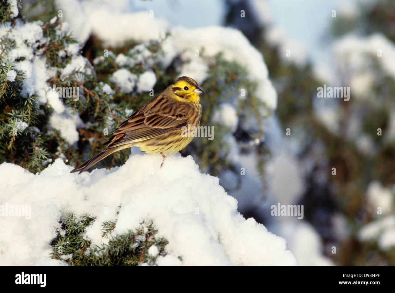 Yellow bunting hi-res stock photography and images - Alamy