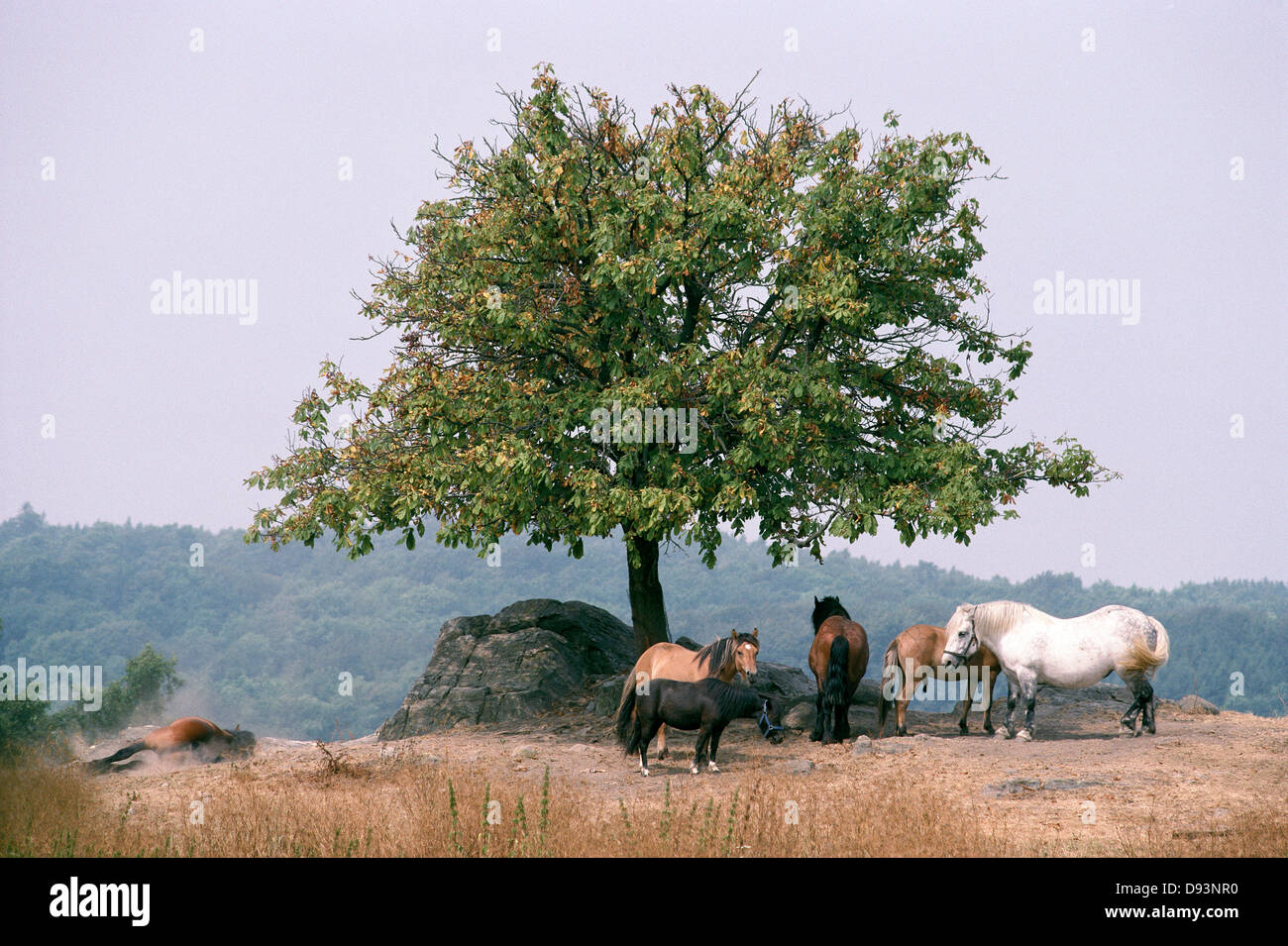 Horses under tree hi-res stock photography and images - Alamy