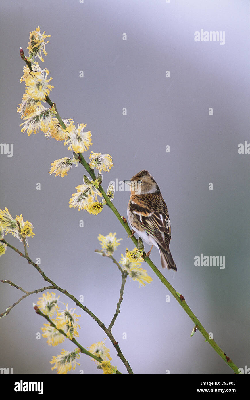 Brambling on flowery stem Stock Photo - Alamy