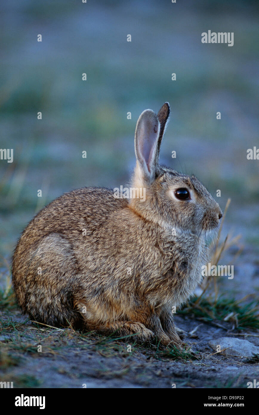 Rabbit side view hi-res stock photography and images - Alamy