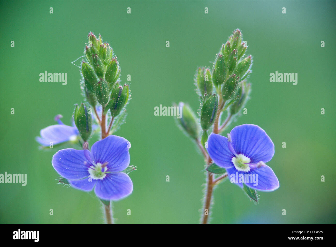 Germander speedwells hi-res stock photography and images - Alamy