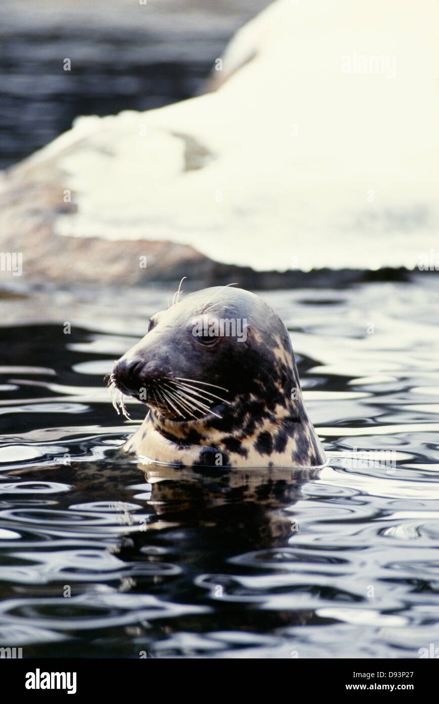 Seal swimming in cold winter Stock Photo - Alamy