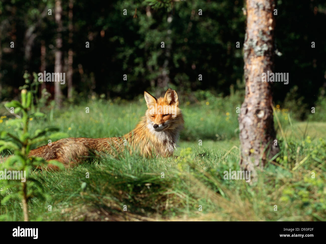 Fox in forest Stock Photo - Alamy