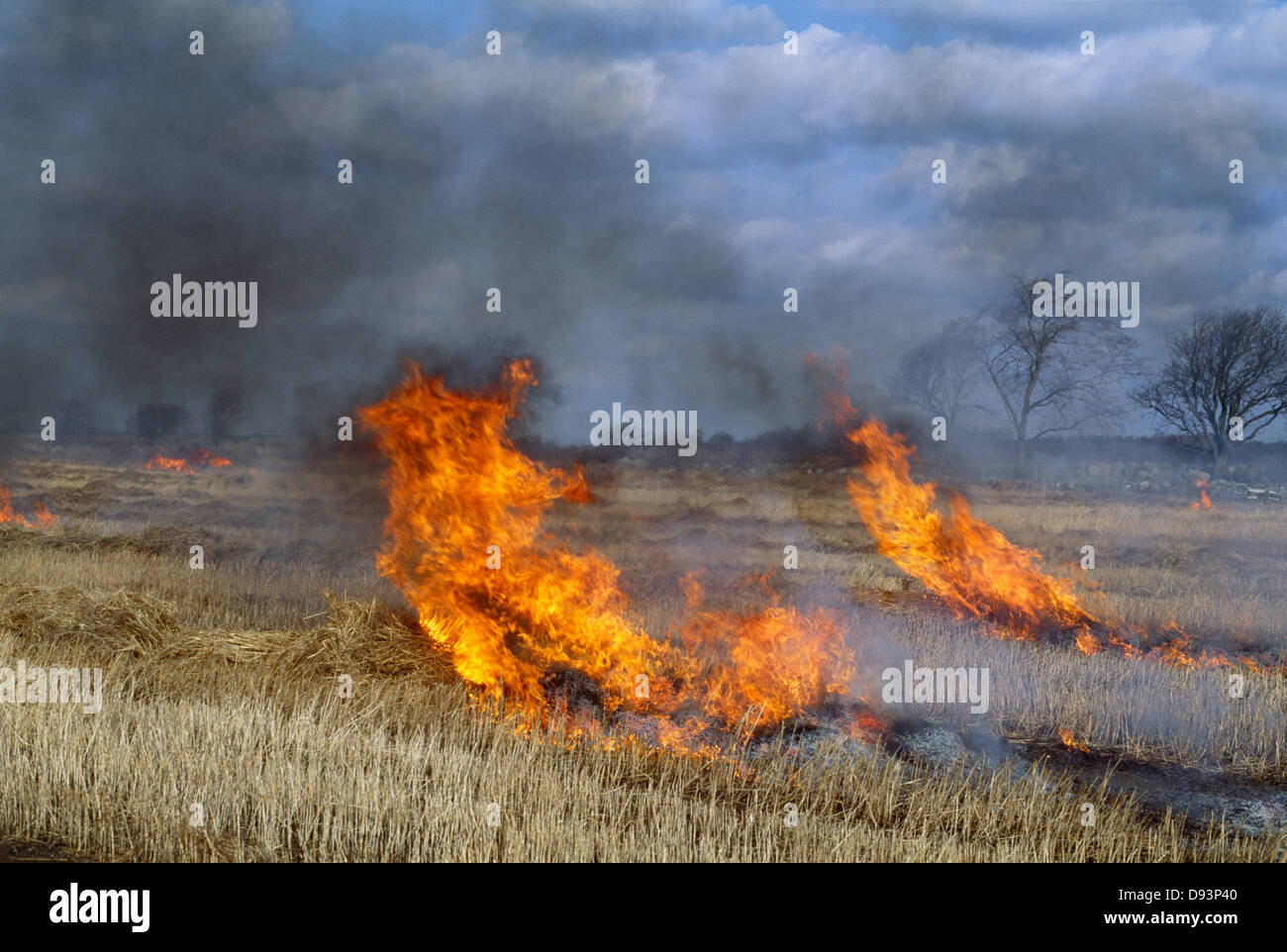 Fire in field Stock Photo - Alamy