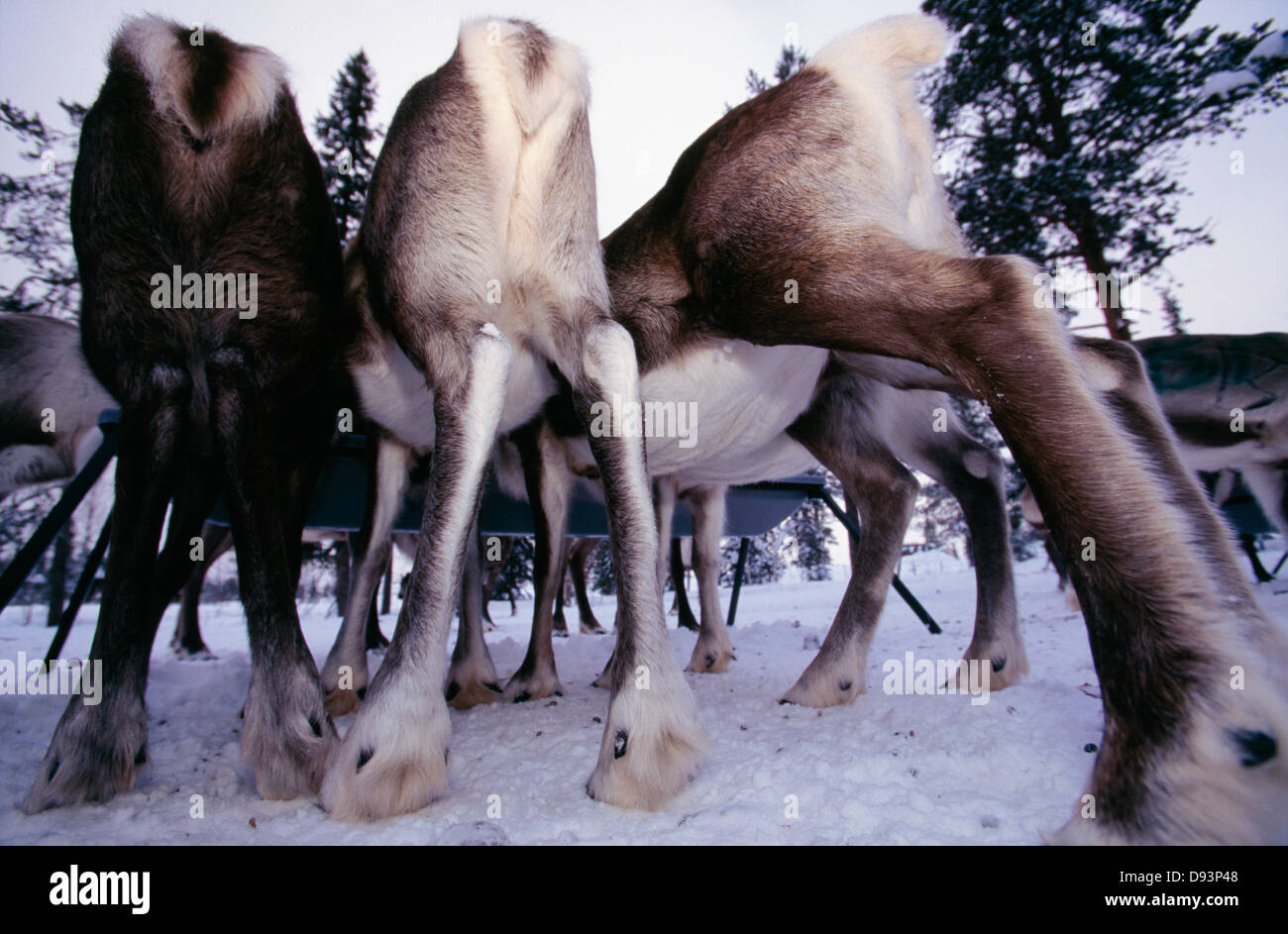 Reindeer feeding in manger, low angle view Stock Photo - Alamy