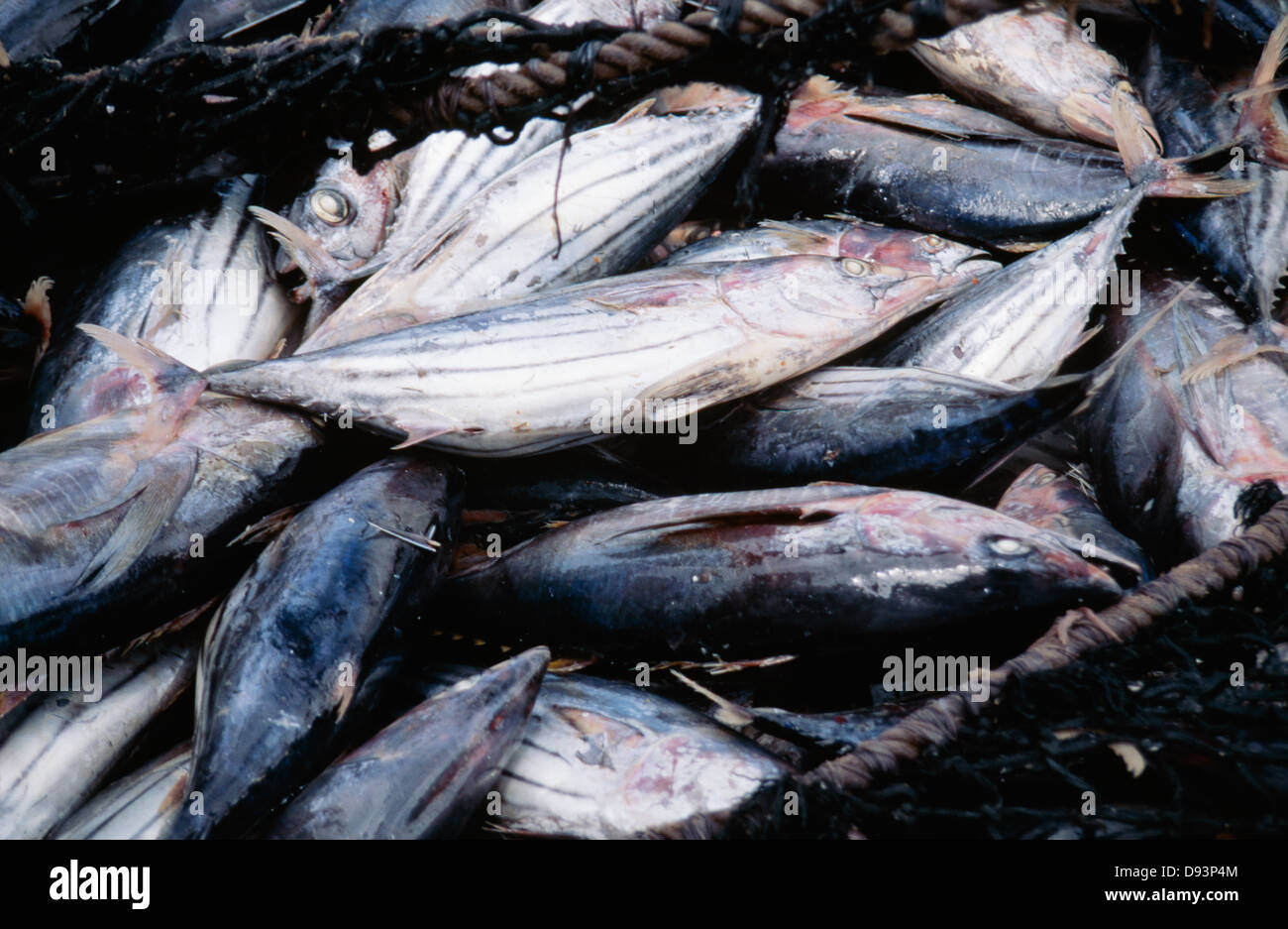 Fish caught in fishing net, close-up Stock Photo - Alamy