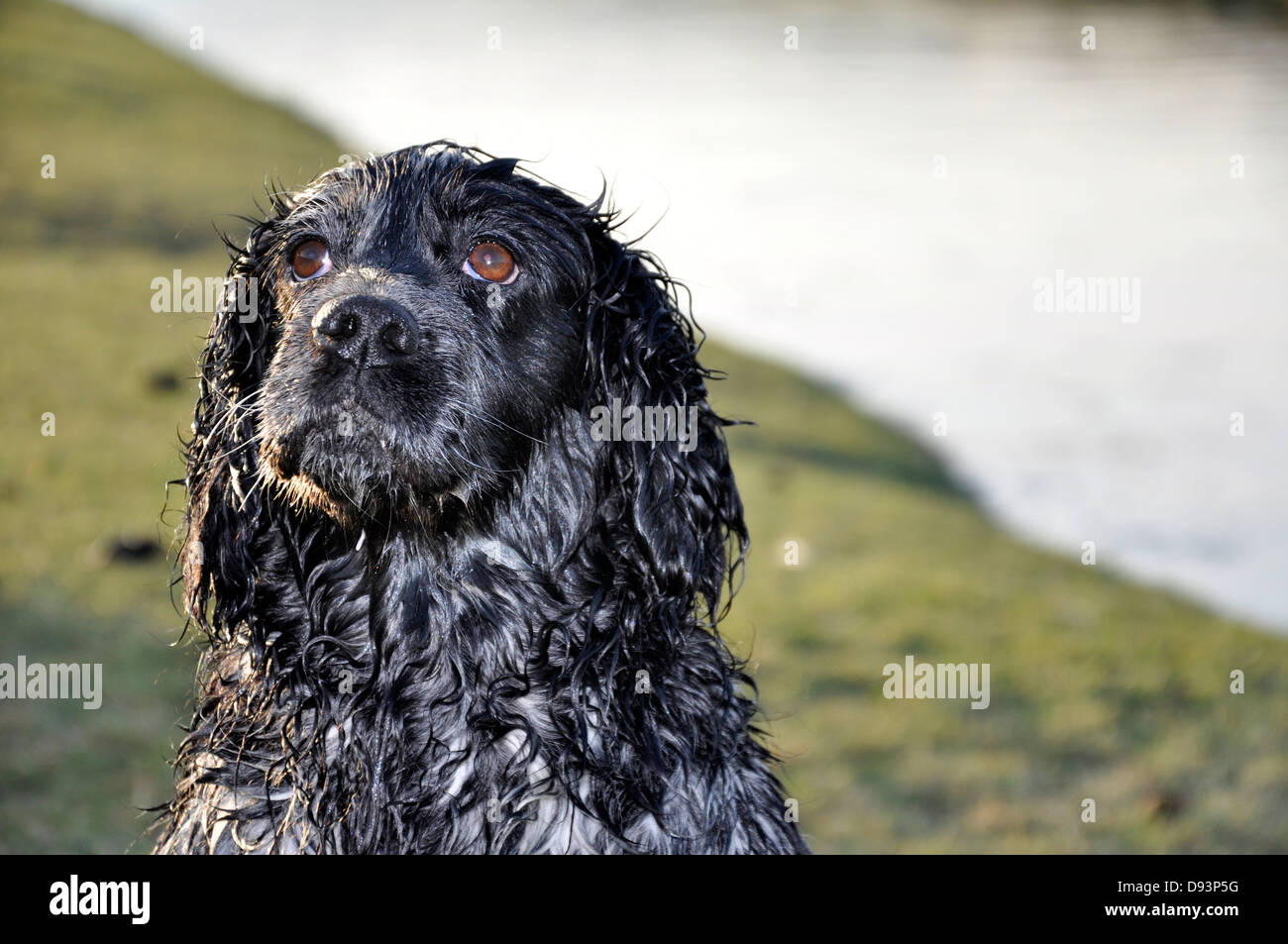 Black cocker spaniel hi-res stock photography and images - Alamy