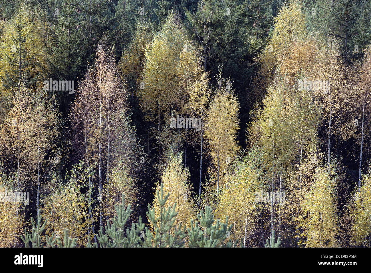 A forest in the fall Stock Photo - Alamy