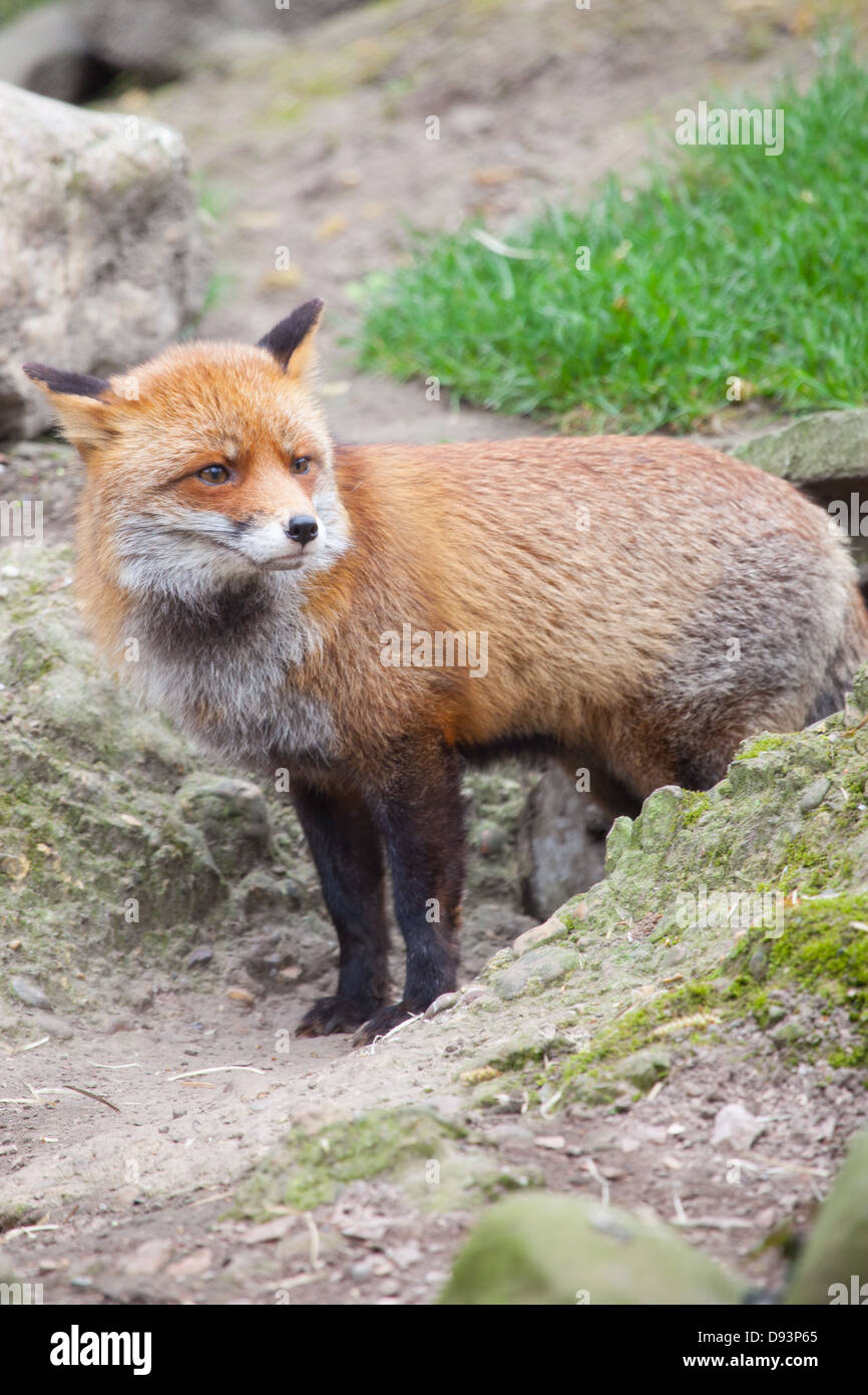 Fox in the forest Stock Photo - Alamy