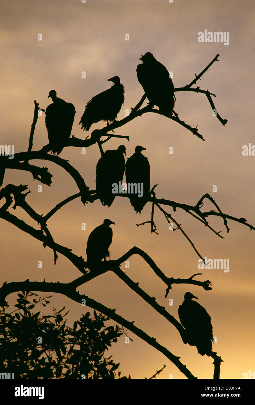 Tree And Bird Silhouette Tattoo