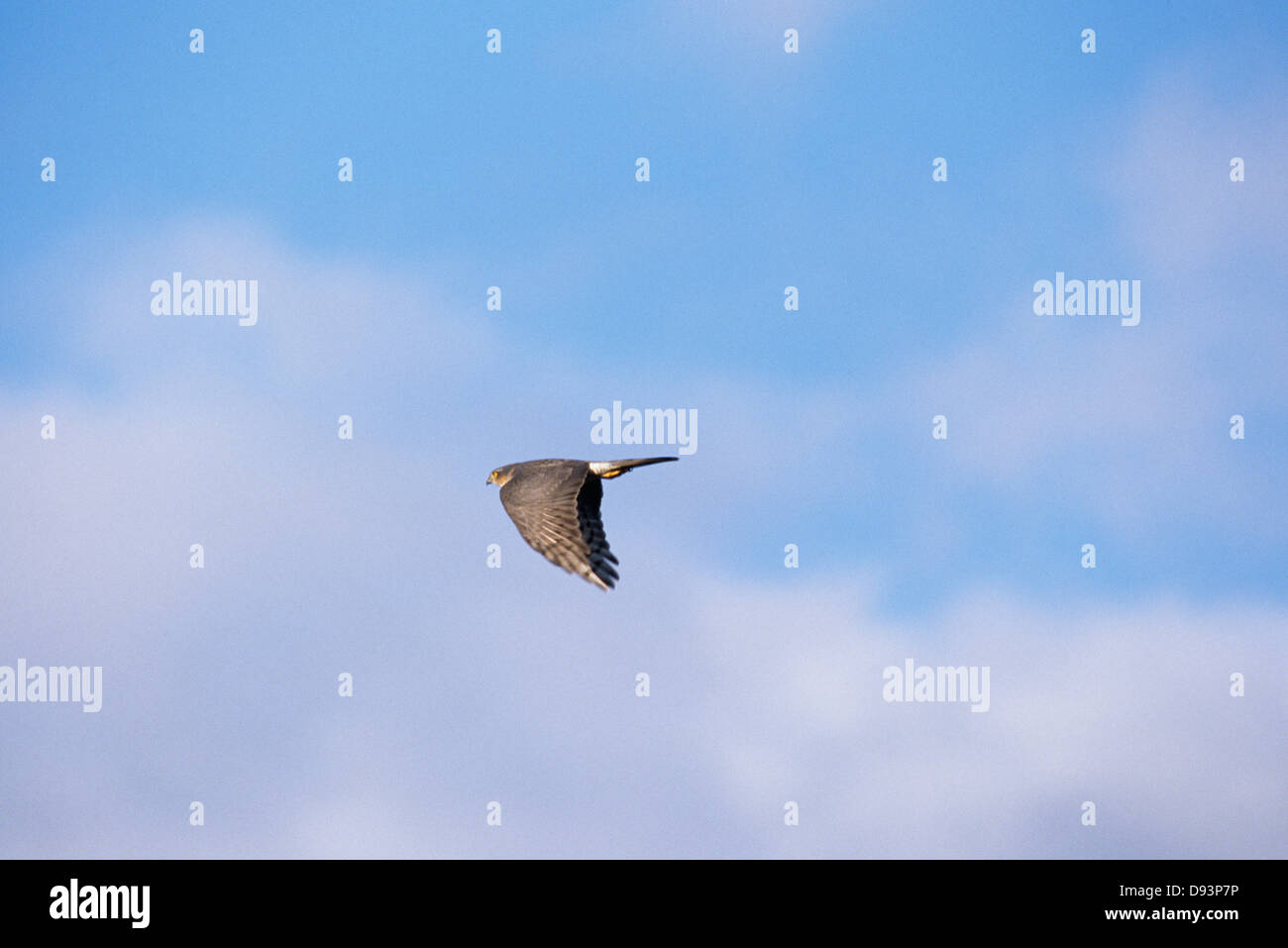 Sparrow hawk flying hi-res stock photography and images - Alamy