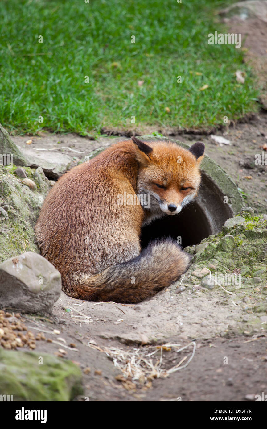 Fox in the forest Stock Photo - Alamy