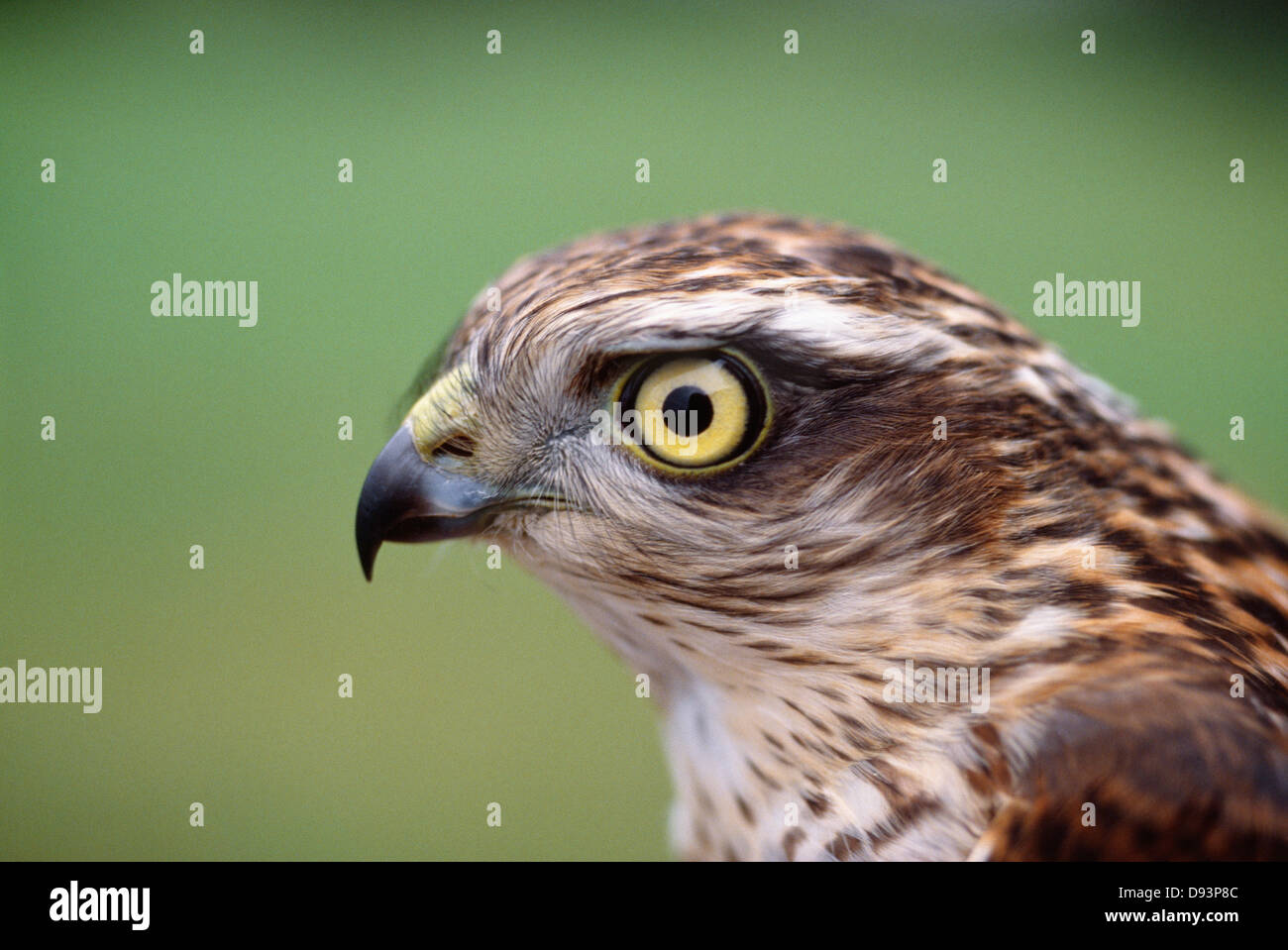 Close-up of birds head Stock Photo - Alamy
