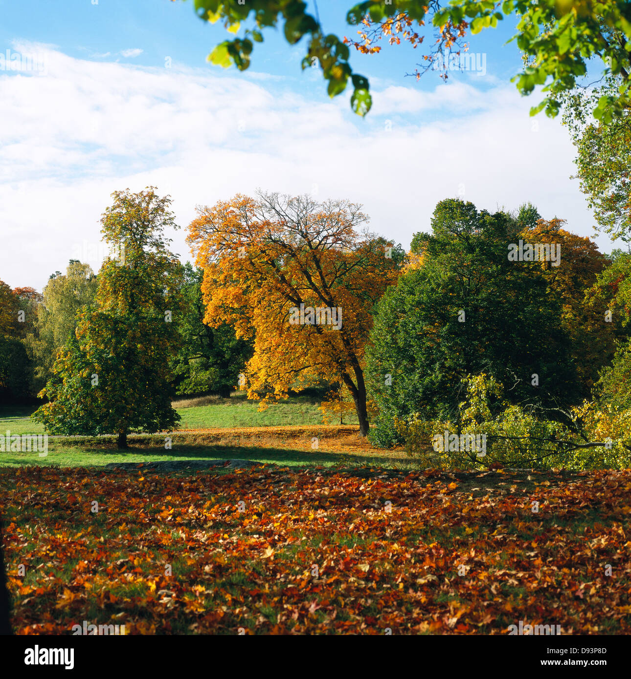 Autumn colours in a park Stock Photo - Alamy