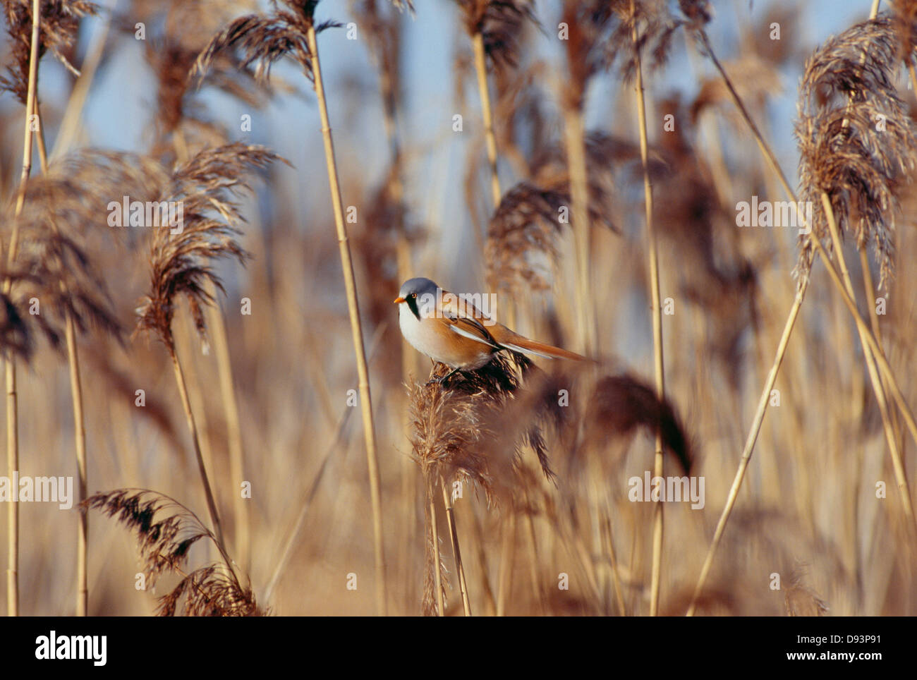Bird perching among reeds Stock Photo - Alamy