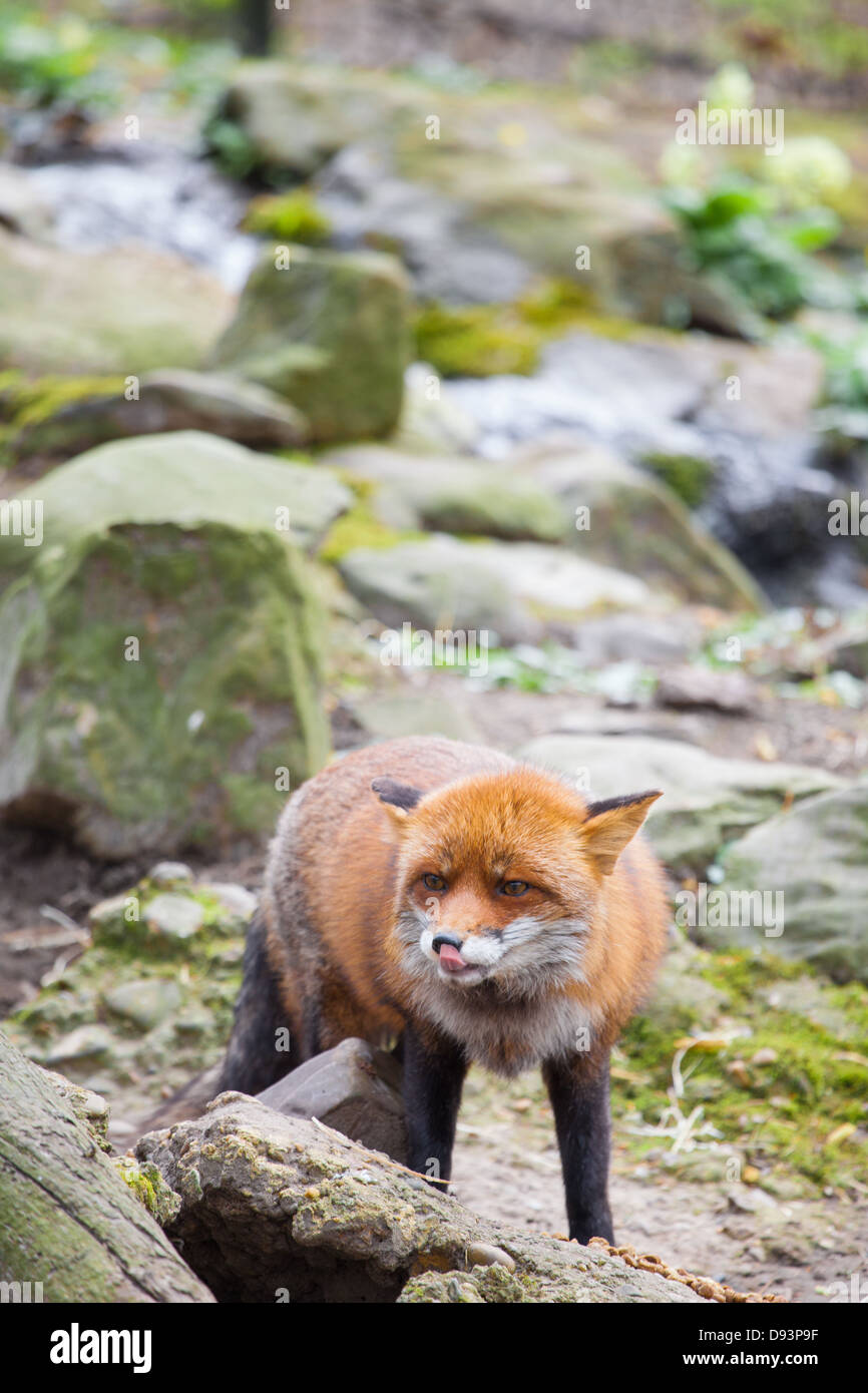Fox in the forest Stock Photo - Alamy