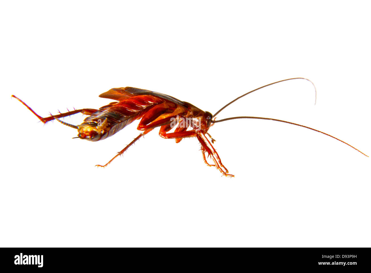 image of a cockroach crawling insect pest Stock Photo - Alamy