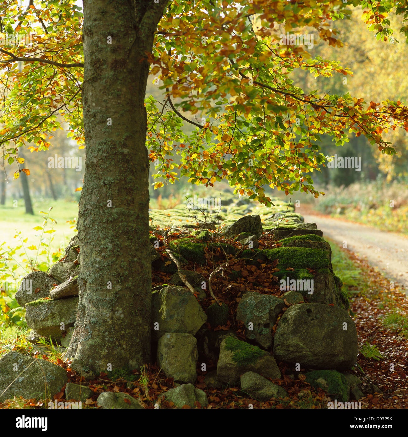 A beech tree by a stone wall Stock Photo - Alamy
