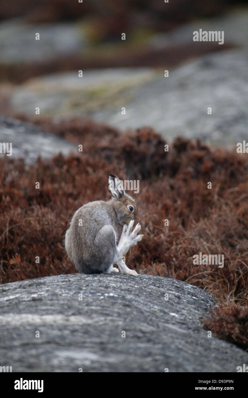 Mountain hare on rock Stock Photo - Alamy