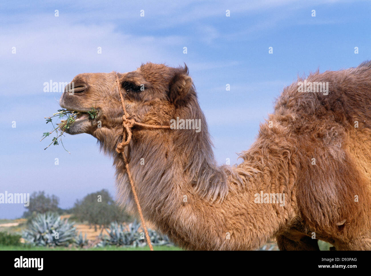 Camel eating hi-res stock photography and images - Alamy