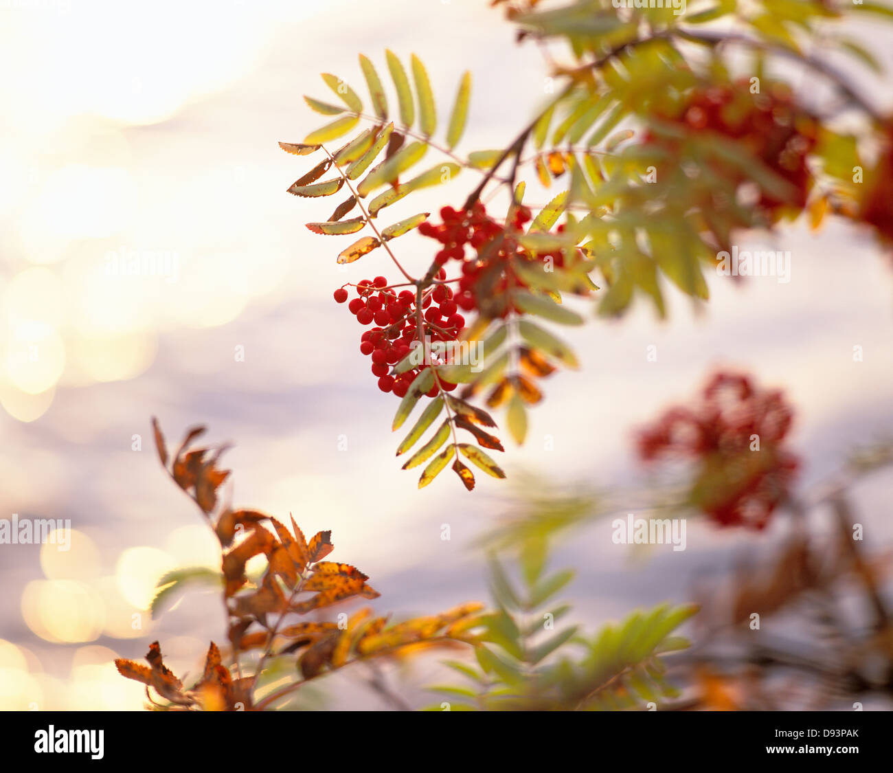Rowanberries in a tree Stock Photo - Alamy
