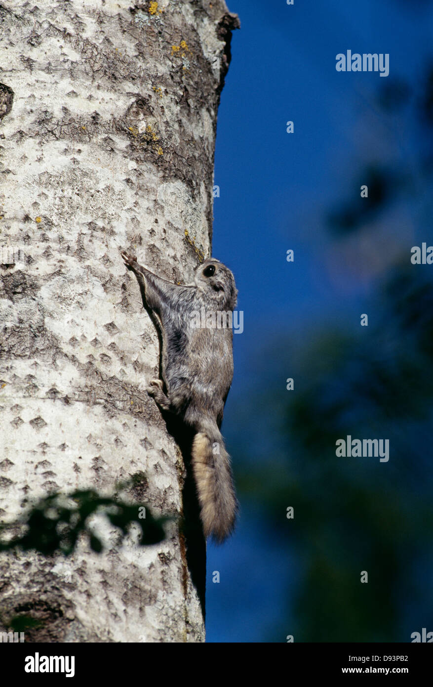 Flying squirrel hi-res stock photography and images - Alamy