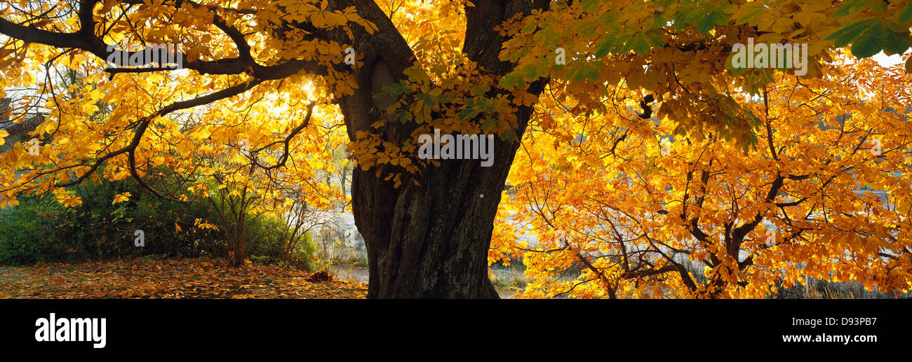 Autumn coloured chestnut tree Stock Photo - Alamy