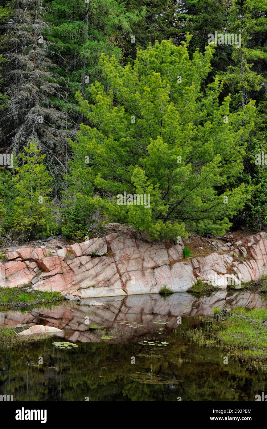 Canadian Shield granite outcrops reflected in a beaver pond Killarney ...