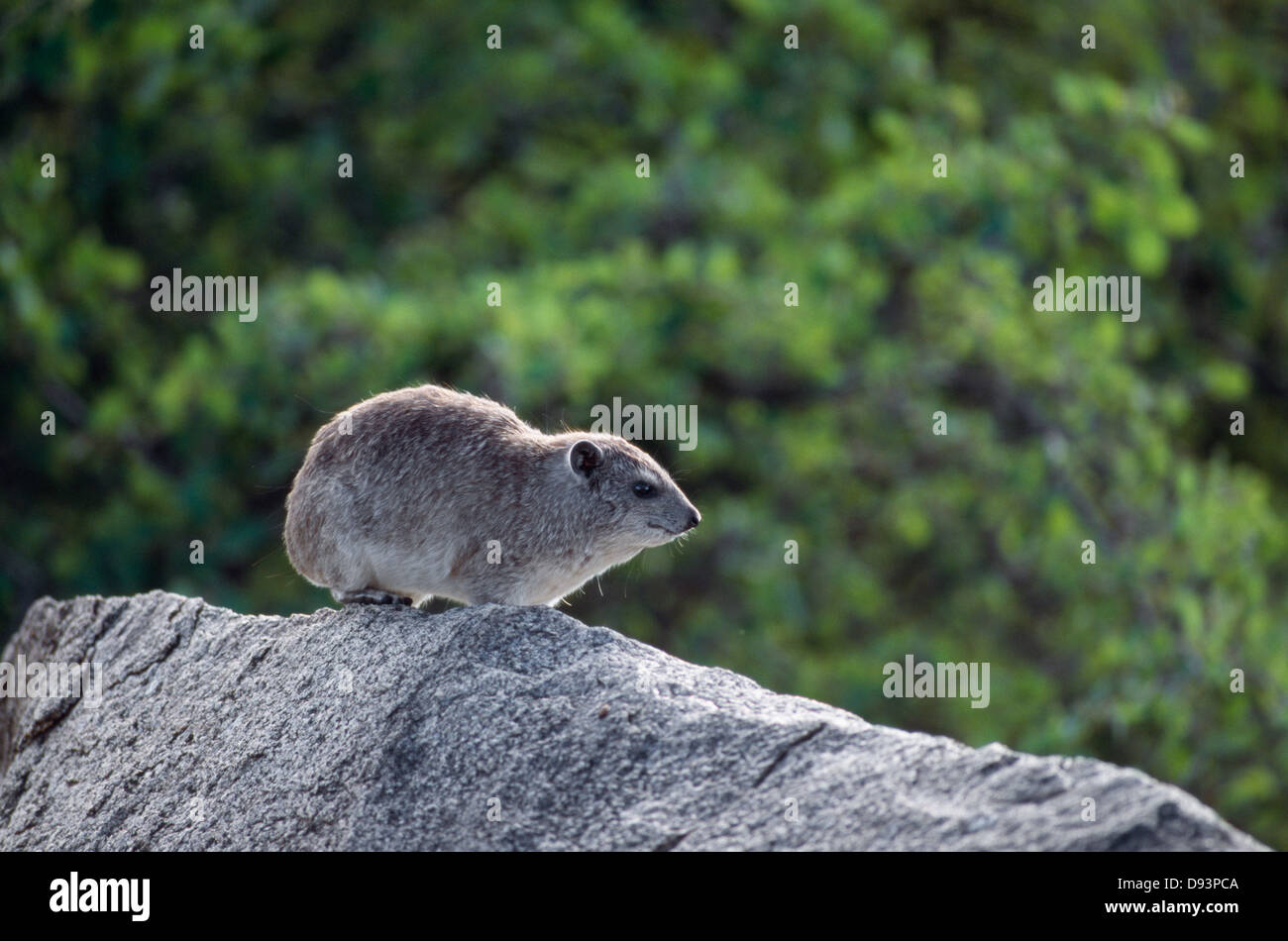Animal sitting on rock Stock Photo - Alamy