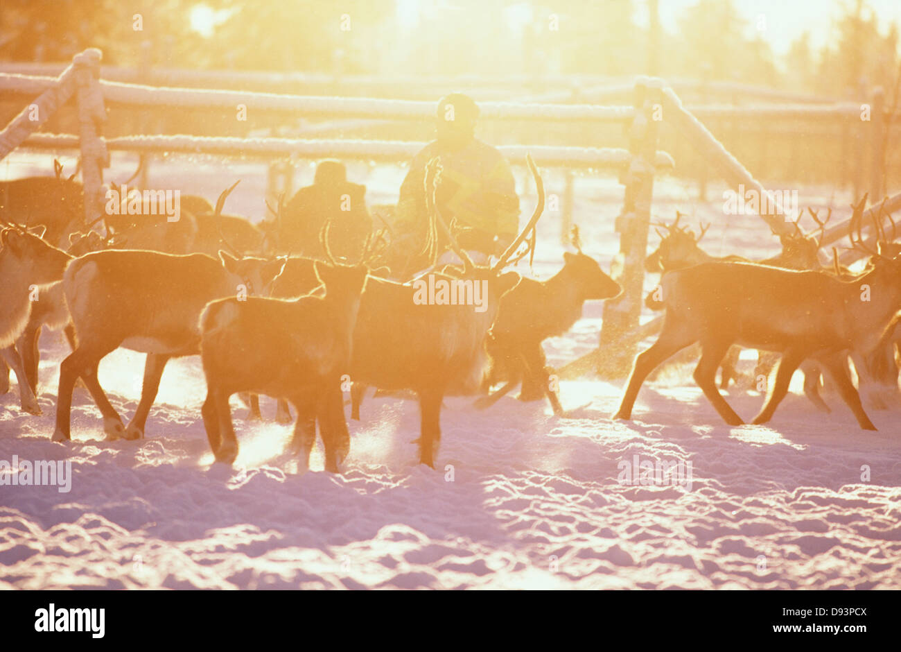 Reindeer inside fencing in snow Stock Photo - Alamy