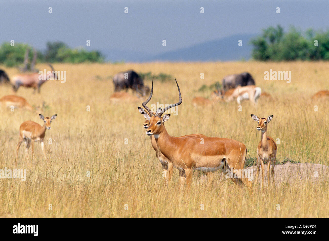 Animals in wild landscape Stock Photo - Alamy