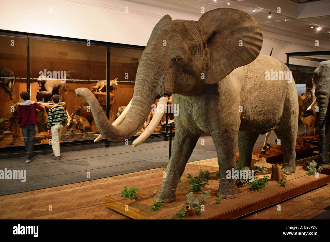 Iziko, South African Museum Stock Photo - Alamy
