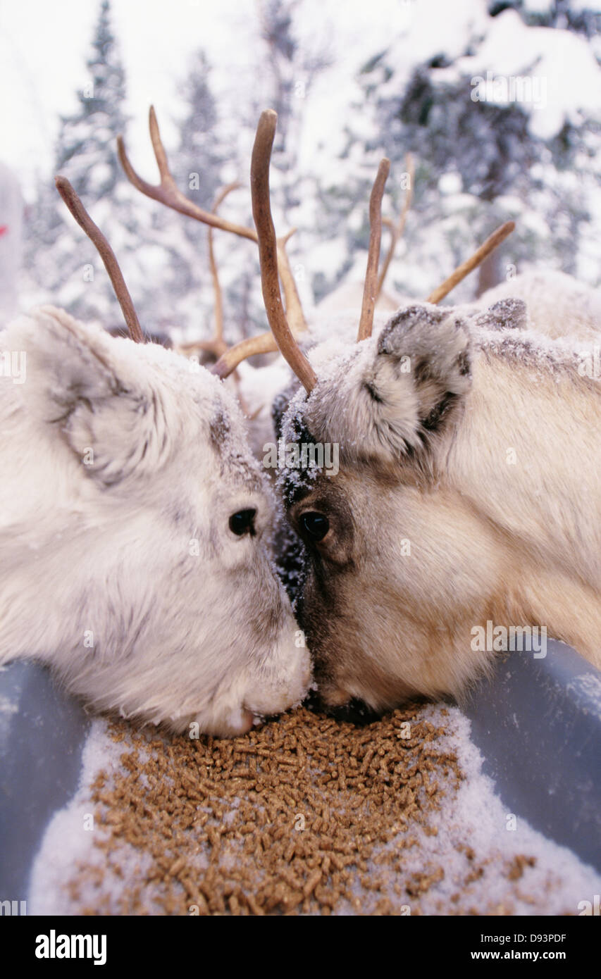 Feeding manger hi-res stock photography and images - Alamy