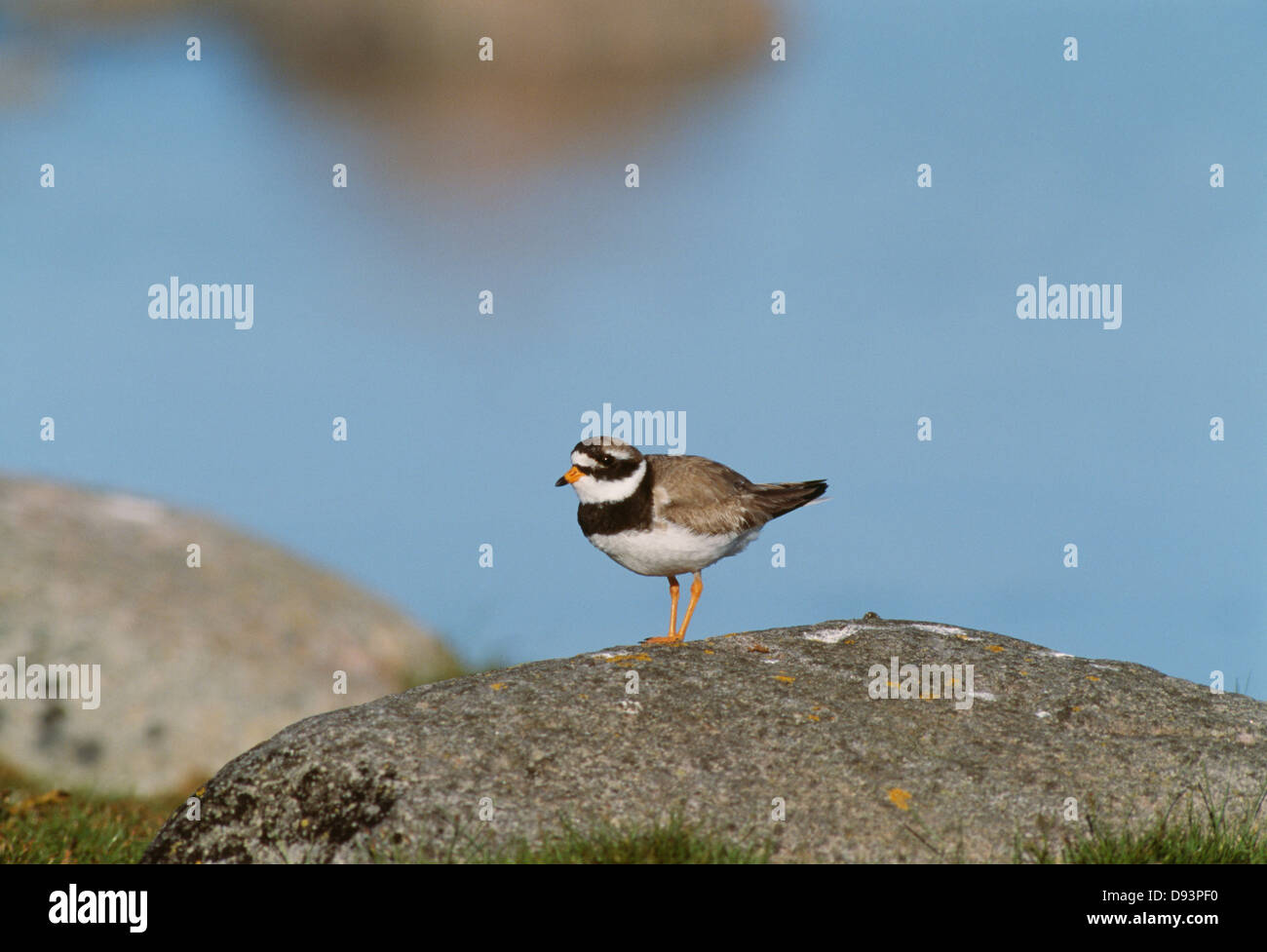 Bird on rock, close-up Stock Photo - Alamy